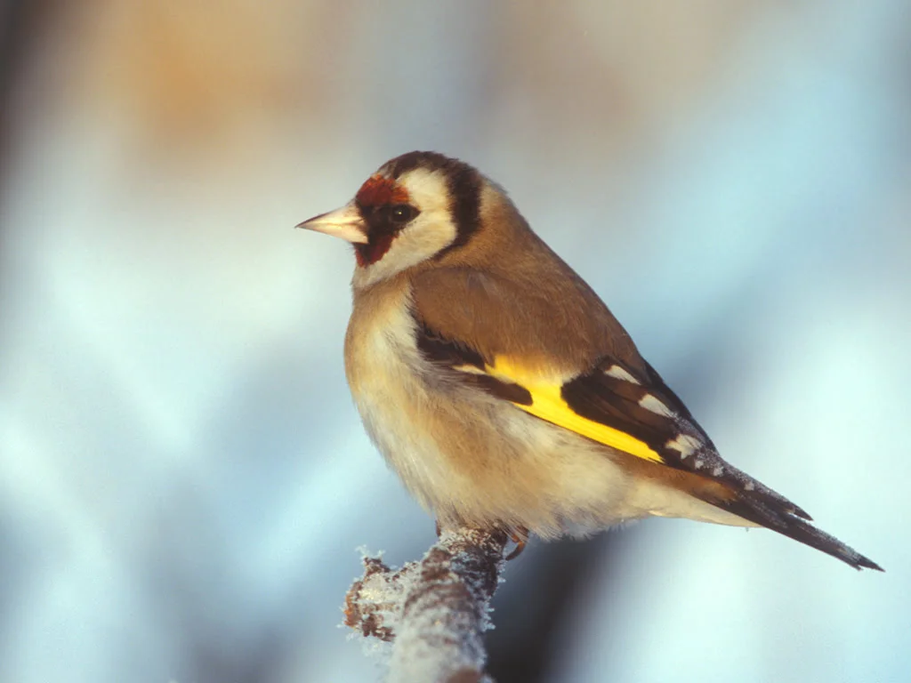 13 Common Birds in Italy – This Way To Italy